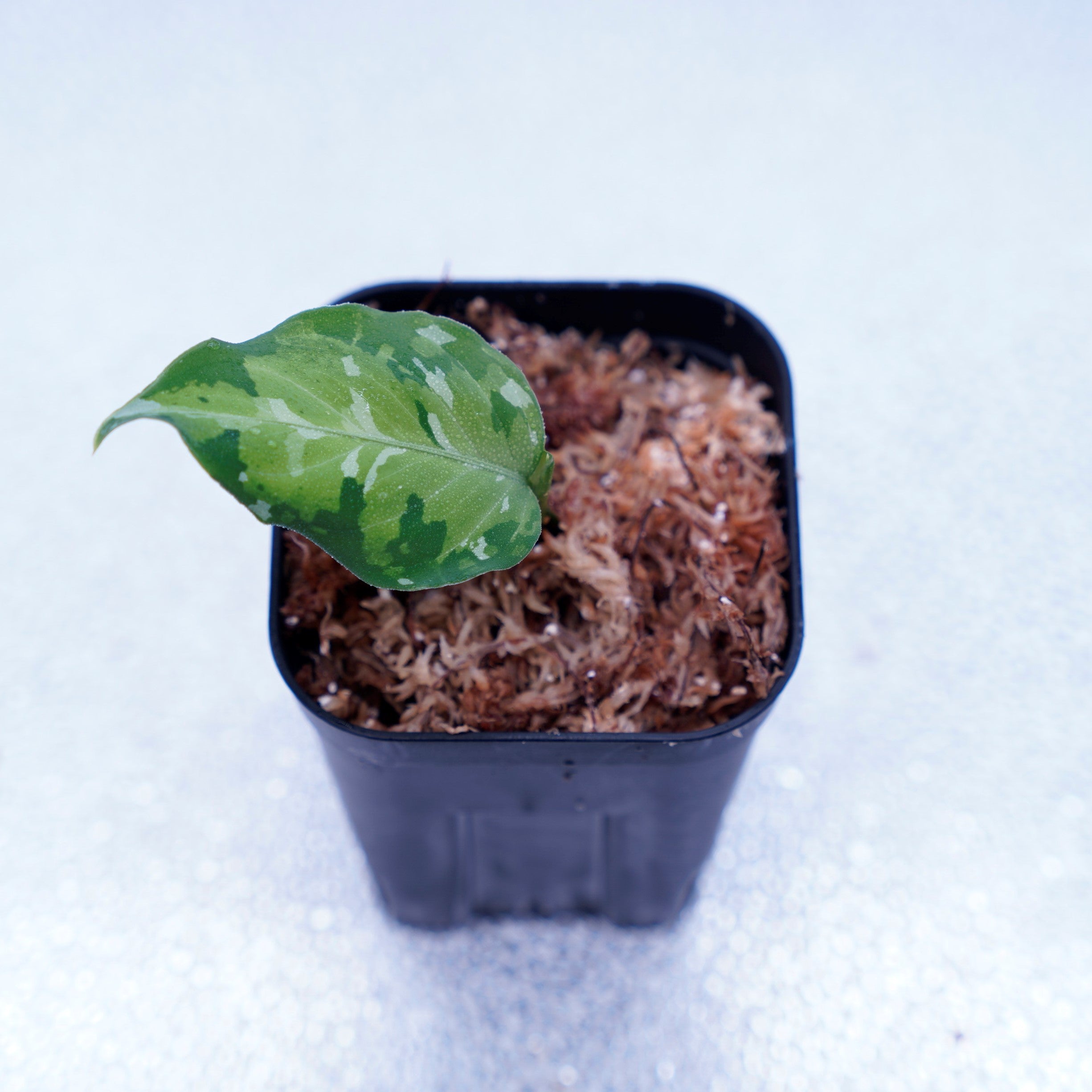 ＜出射便＞Aglaonema Pictum Tricolor “Andaman” Port Blair – undried