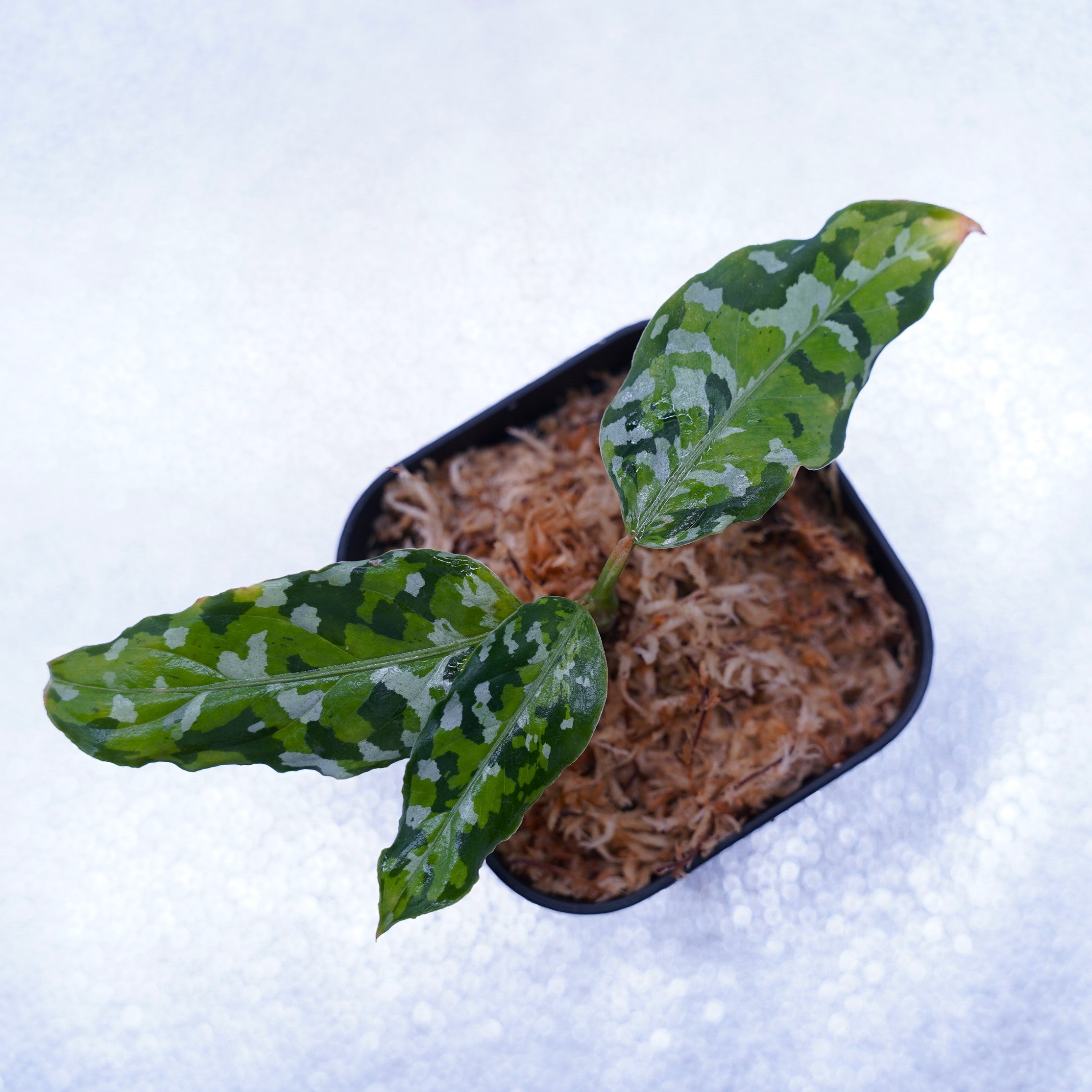 ＜出射便＞Aglaonema Pictum Tricolor “Andaman” Port Blair – undried