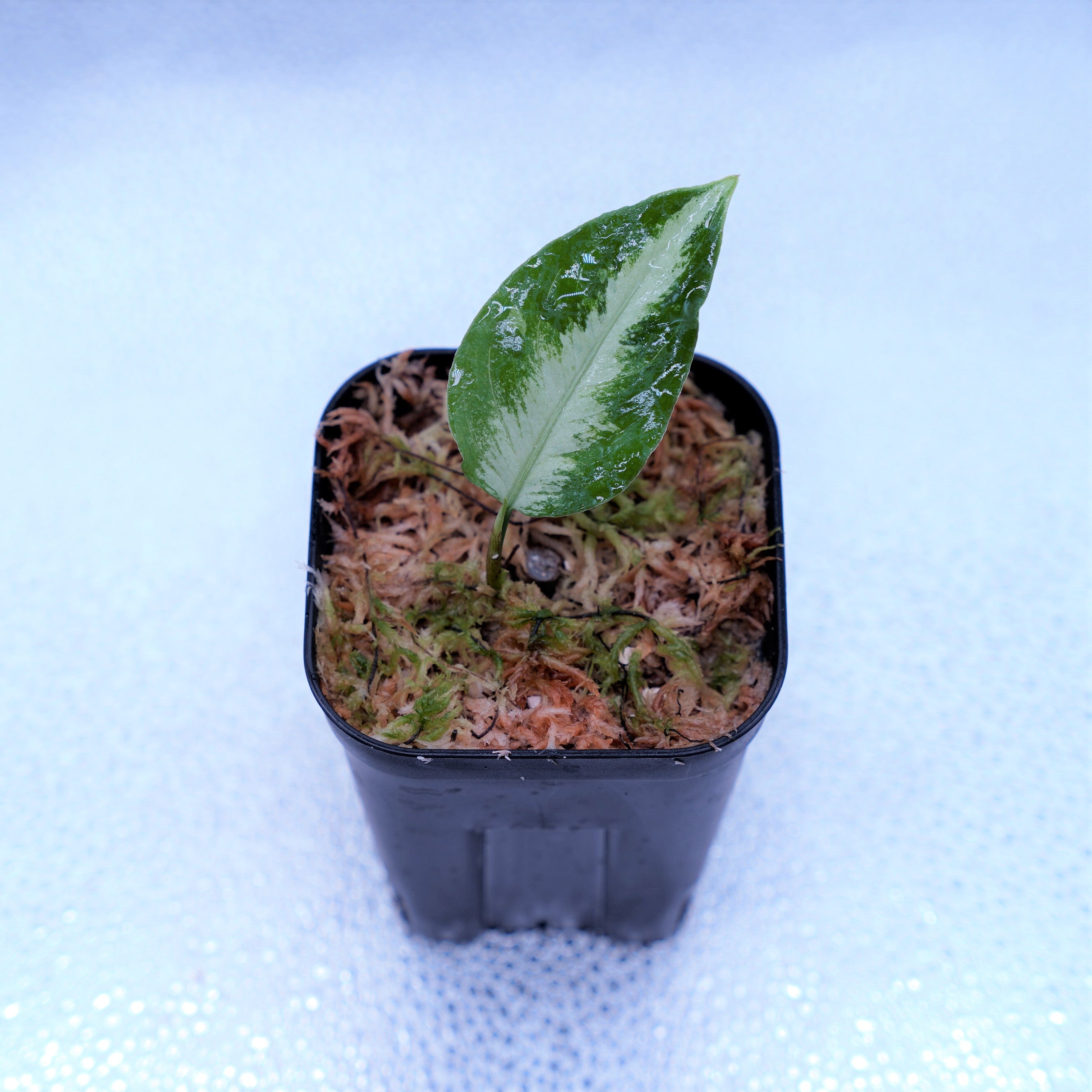 ＜AZ便＞Aglaonema Pictum “Castle“ PDNC from Padang【AZ1012-10b】 – undried