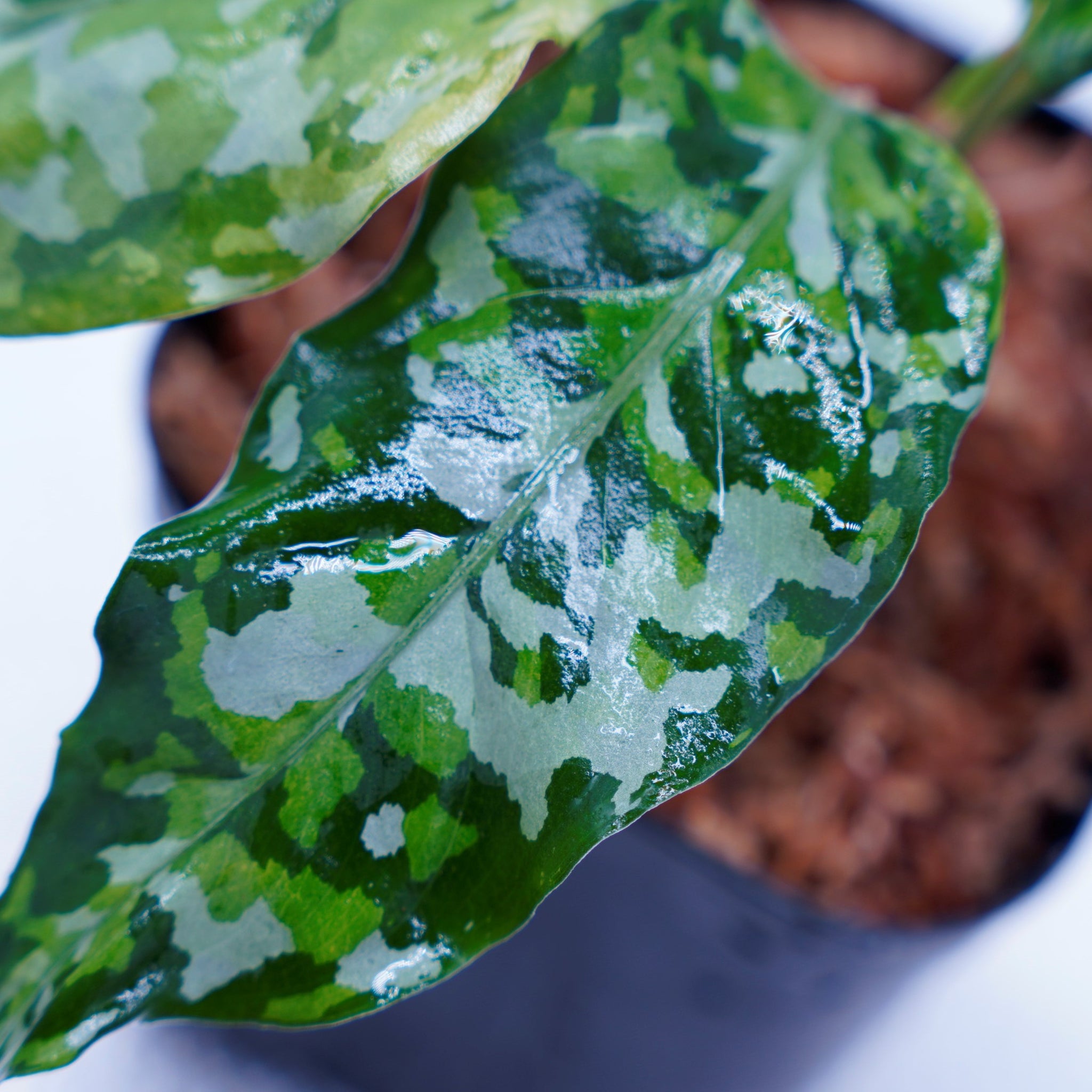 ※U様専用＜出射便＞Aglaonema Pictum Tricolor “Andaman” Port Blair – undried